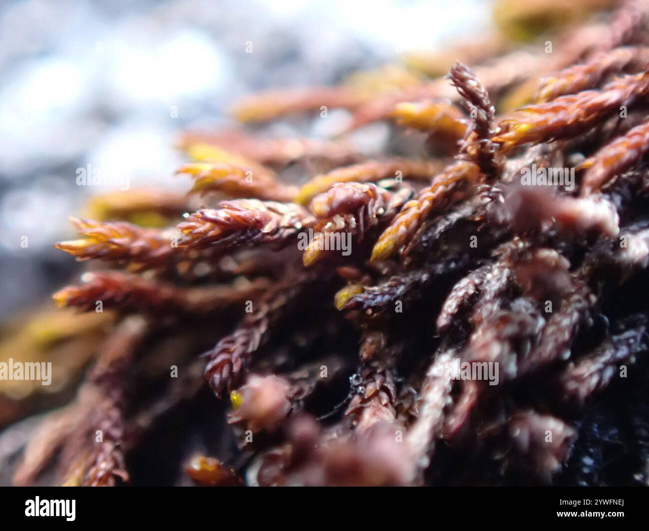 Black Rock Moss (Andreaea rupestris Stock Photo - Alamy