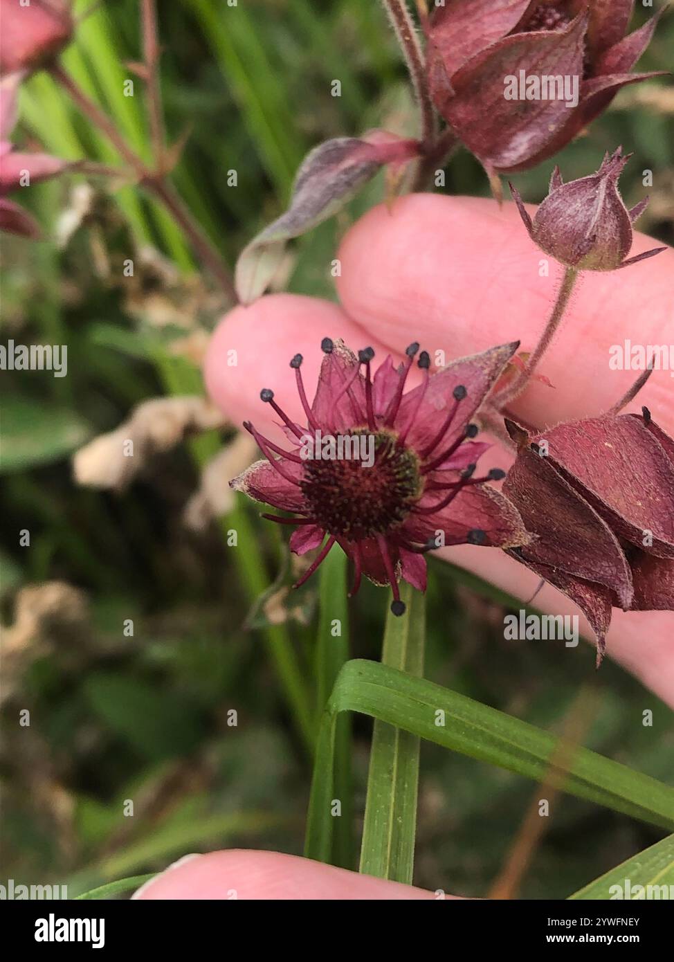 marsh cinquefoil (Comarum palustre Stock Photo - Alamy