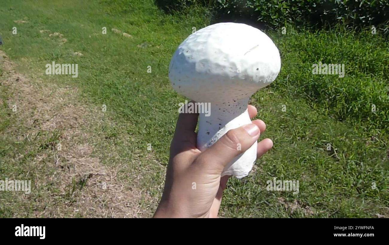 Purple-spored Puffball (Calvatia cyathiformis Stock Photo - Alamy