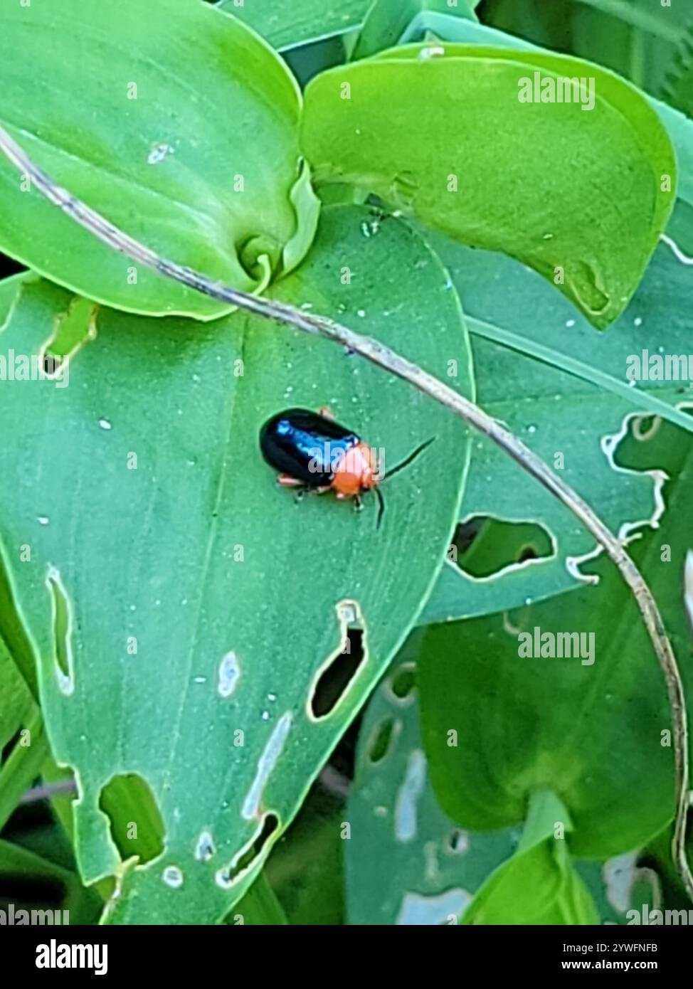 Shiny flea beetle hi-res stock photography and images - Alamy
