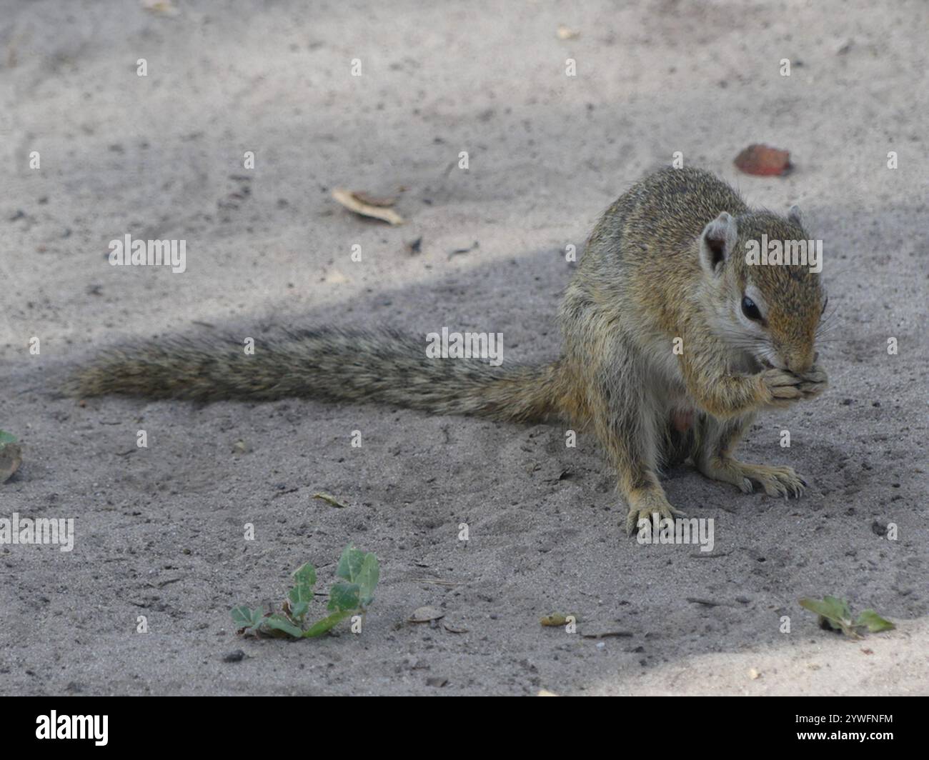Smith's Bush Squirrel (Paraxerus cepapi Stock Photo - Alamy