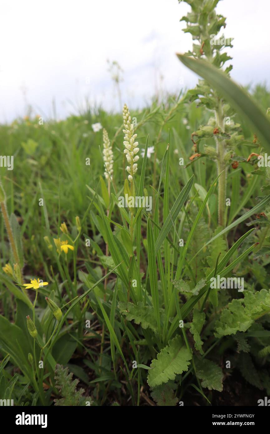 Seneca snakeroot (Senega officinalis Stock Photo - Alamy