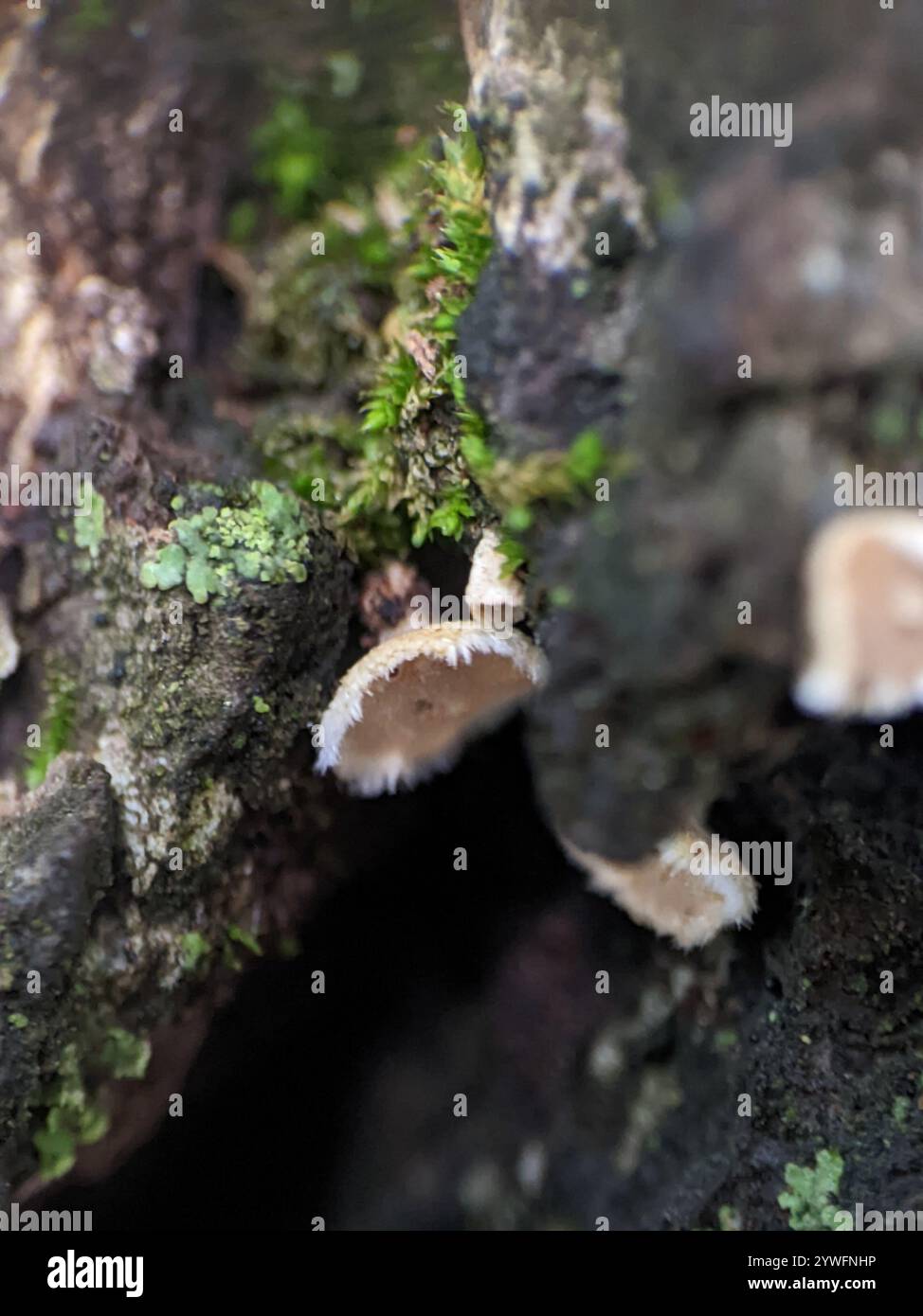 Smooth Patch Disease (Aleurodiscus oakesii Stock Photo - Alamy