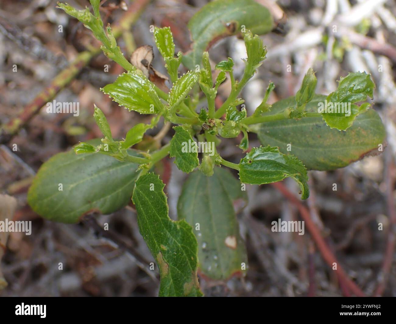 Snowbrush Ceanothus (Ceanothus velutinus Stock Photo - Alamy