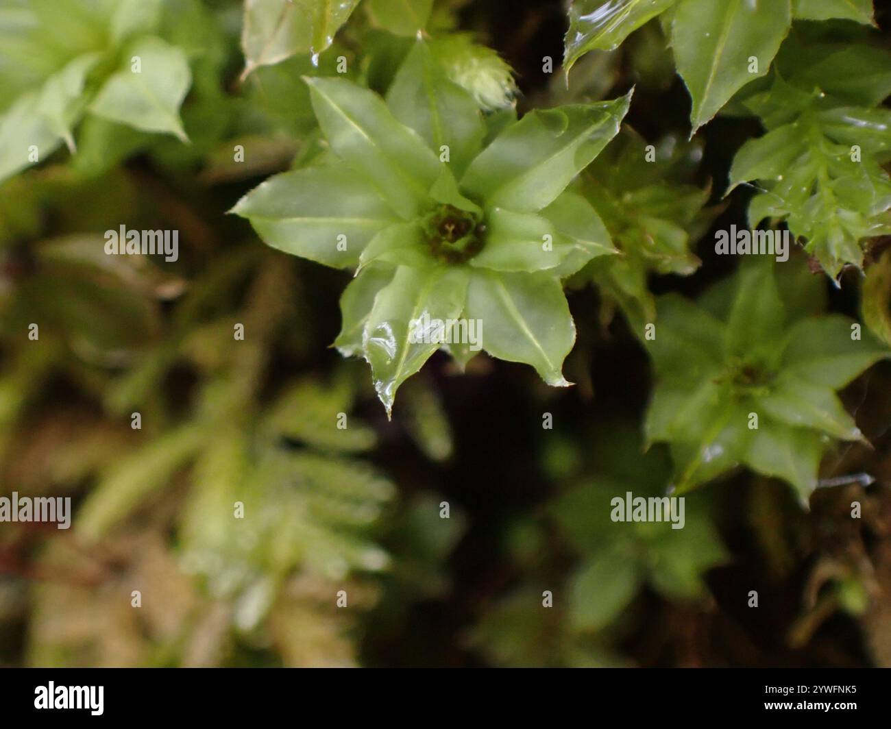 magnificent leafy moss (Plagiomnium venustum Stock Photo - Alamy