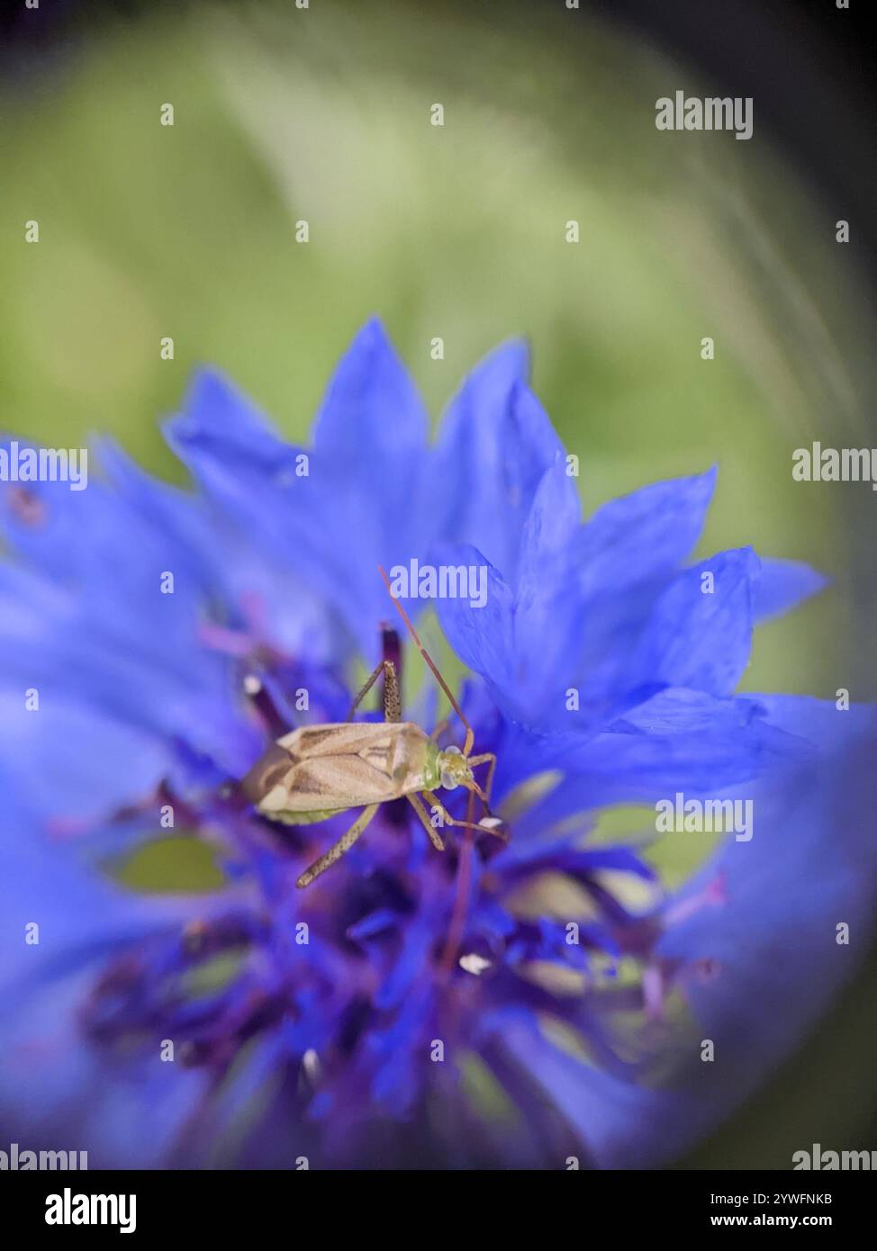 Alfalfa Plant Bug (Adelphocoris lineolatus Stock Photo - Alamy