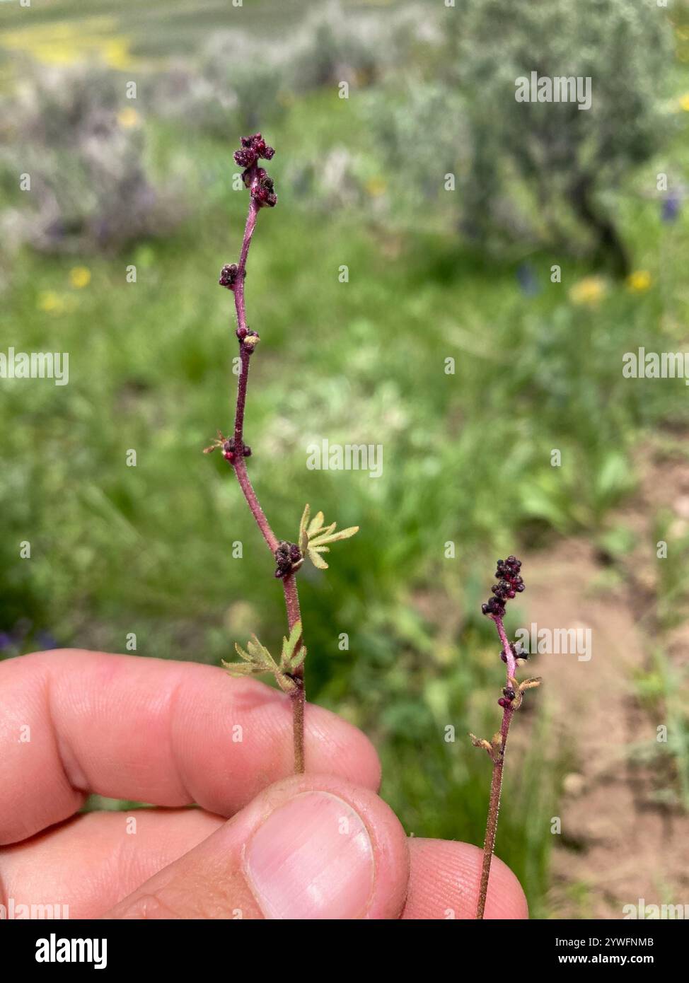 Bulbous woodland star (Lithophragma glabrum Stock Photo - Alamy