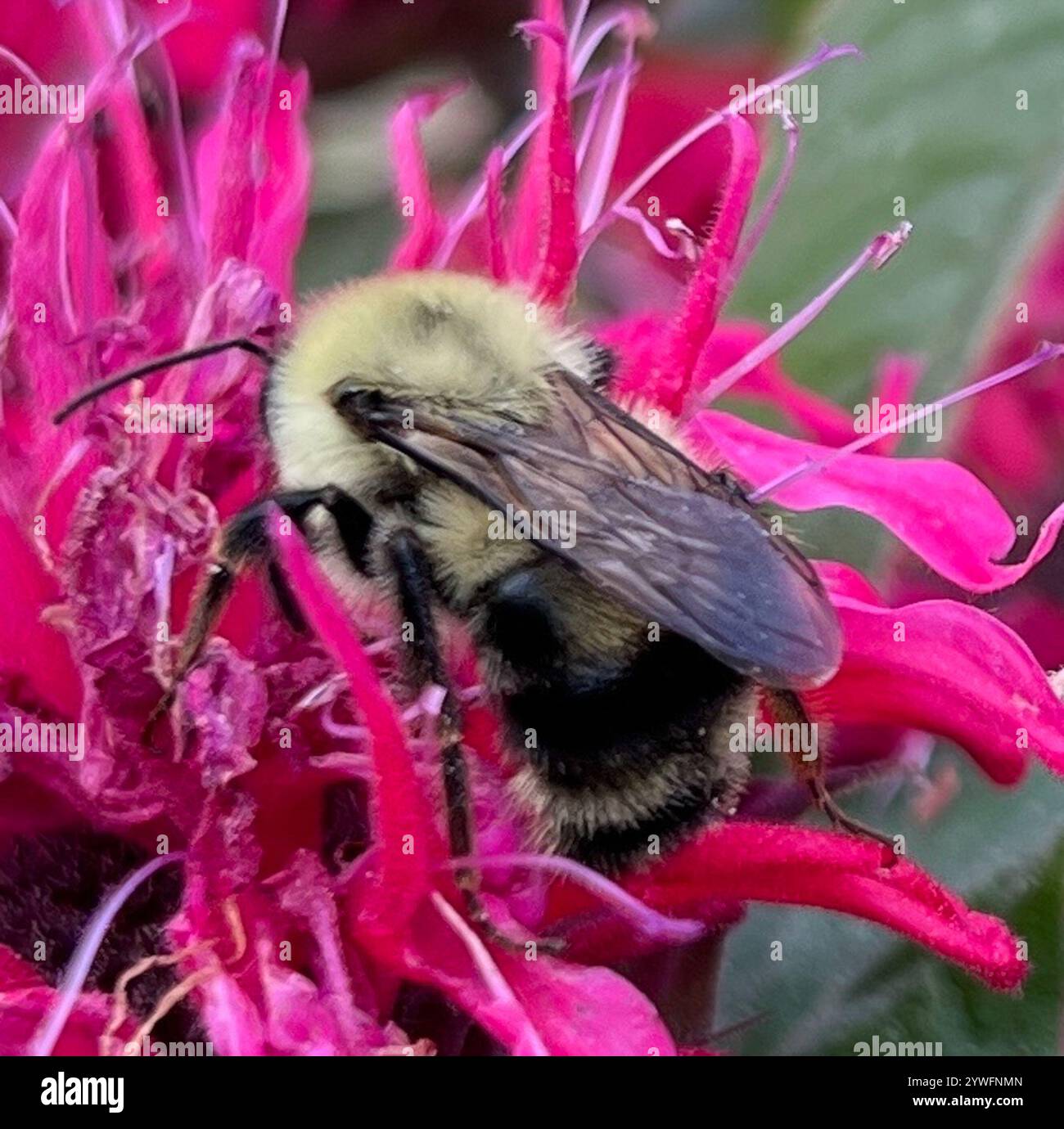 Two-spotted Bumble Bee (Bombus bimaculatus Stock Photo - Alamy
