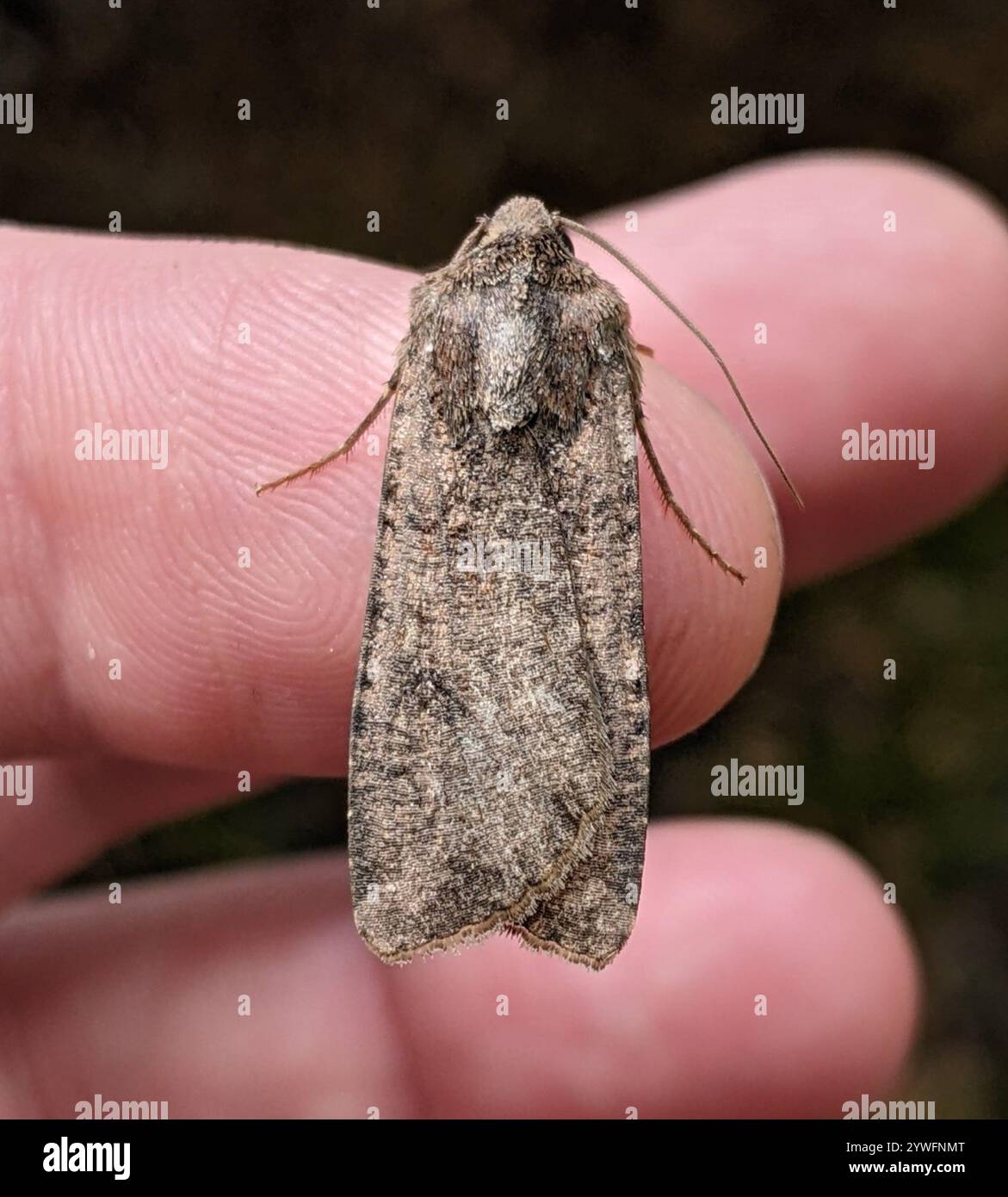 Variegated Cutworm Moth (Peridroma saucia Stock Photo - Alamy