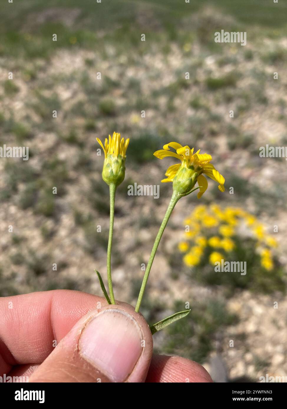 Thrift Mock Goldenweed (Stenotus armerioides Stock Photo - Alamy