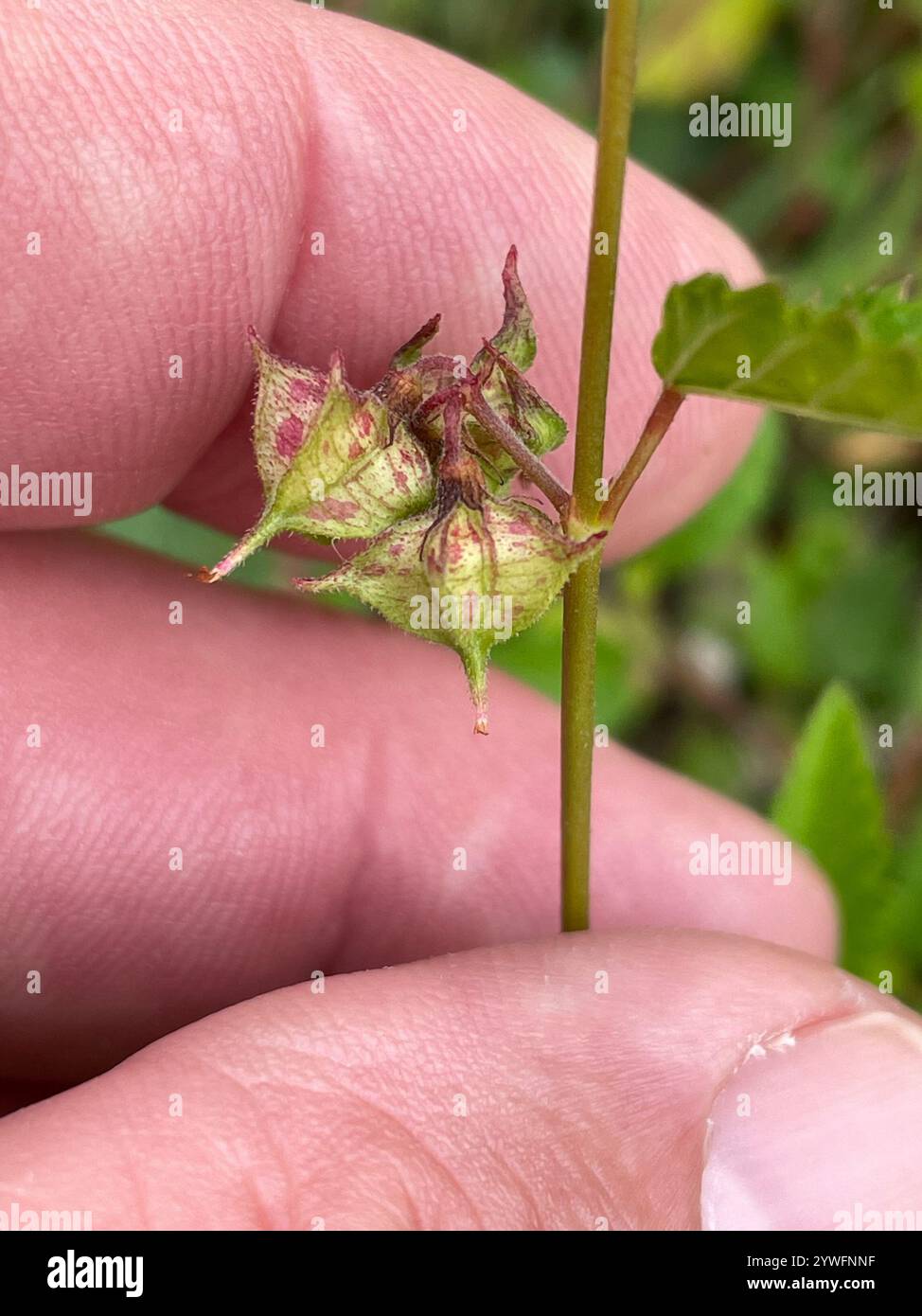 Pyramid Flower (Melochia pyramidata Stock Photo - Alamy