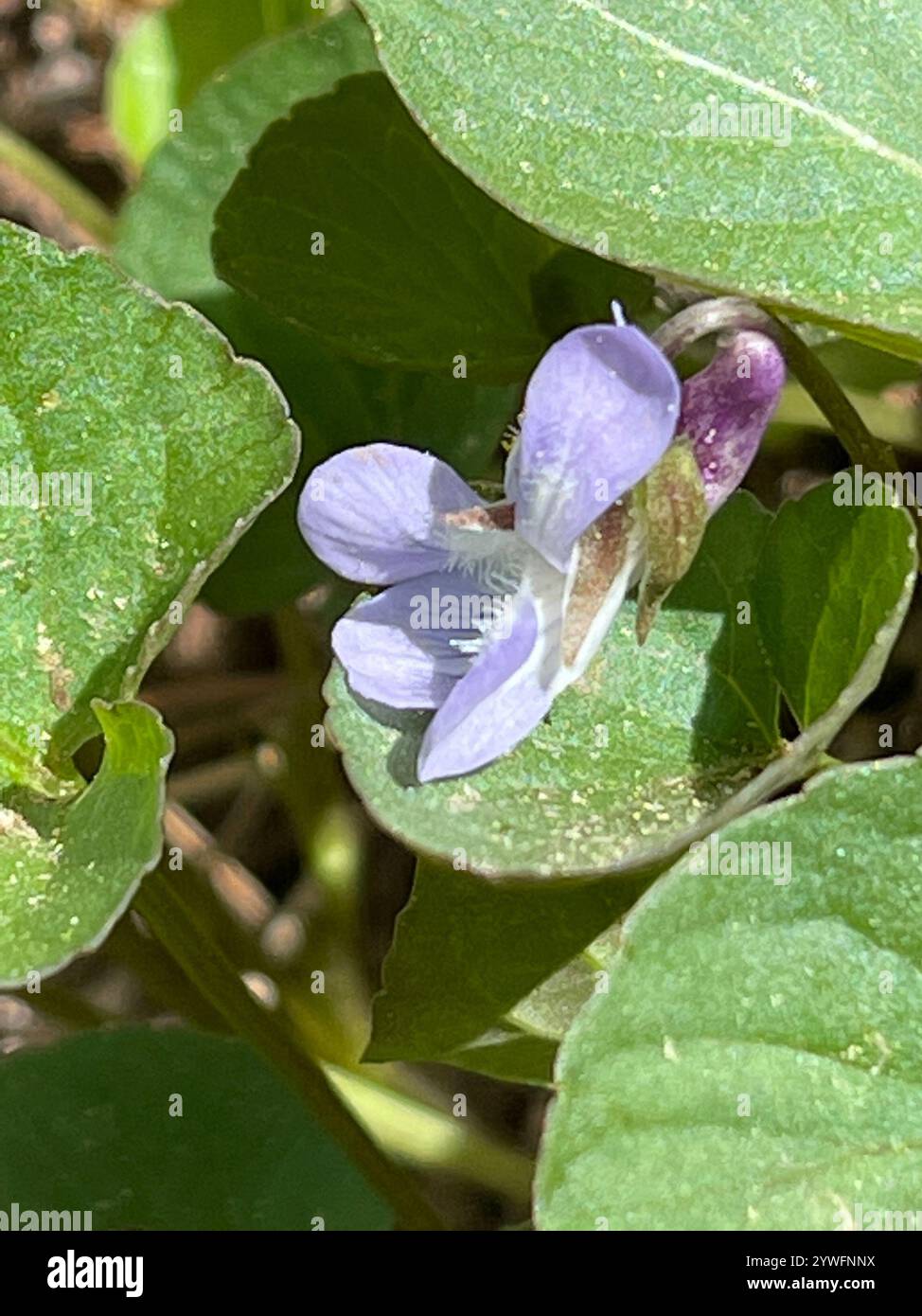 hookedspur violet (Viola adunca Stock Photo - Alamy