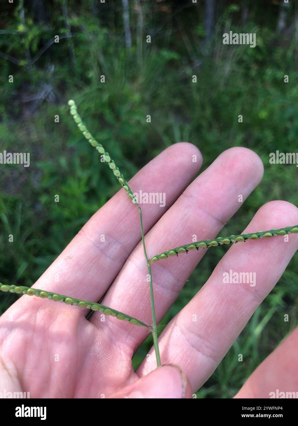 Field Paspalum (Paspalum laeve Stock Photo - Alamy