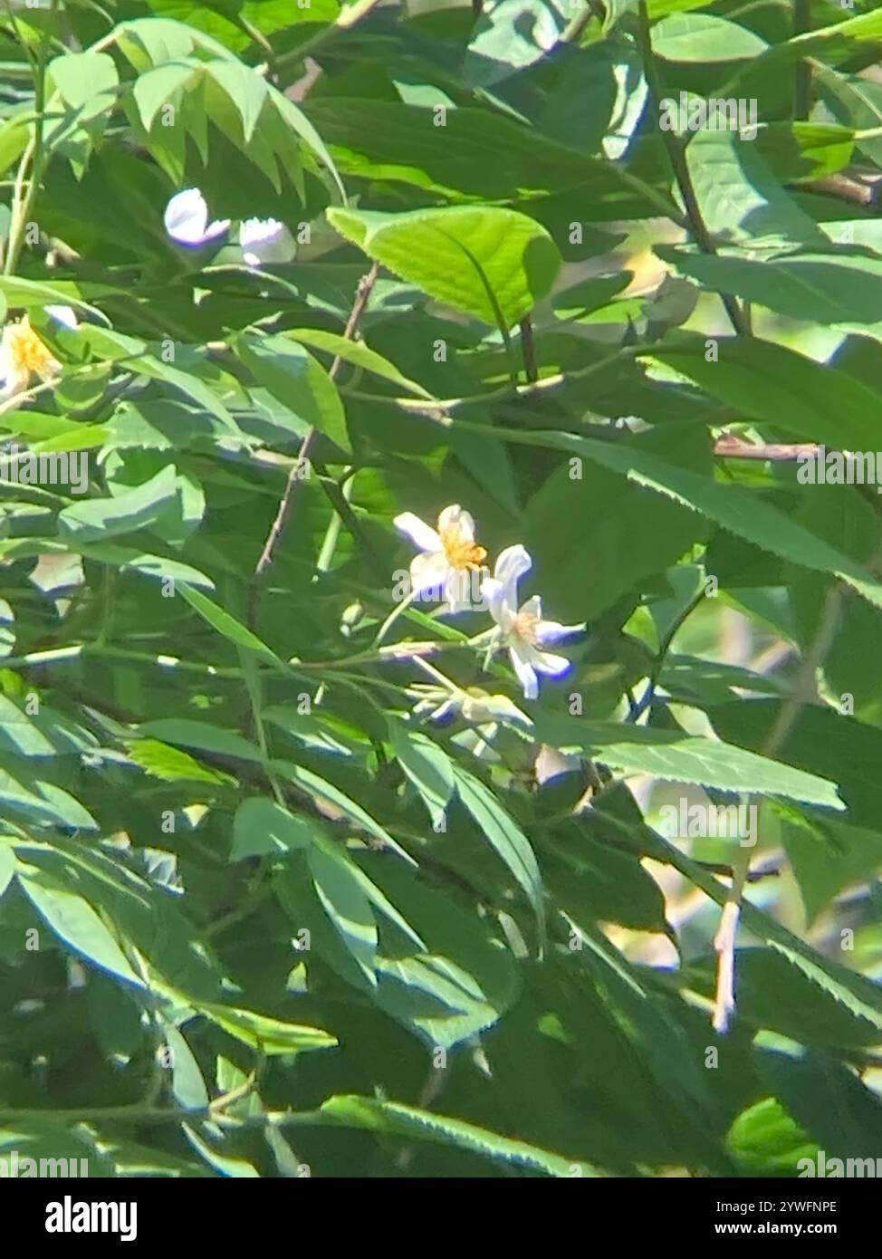 needlewood tree (Schima wallichii Stock Photo - Alamy