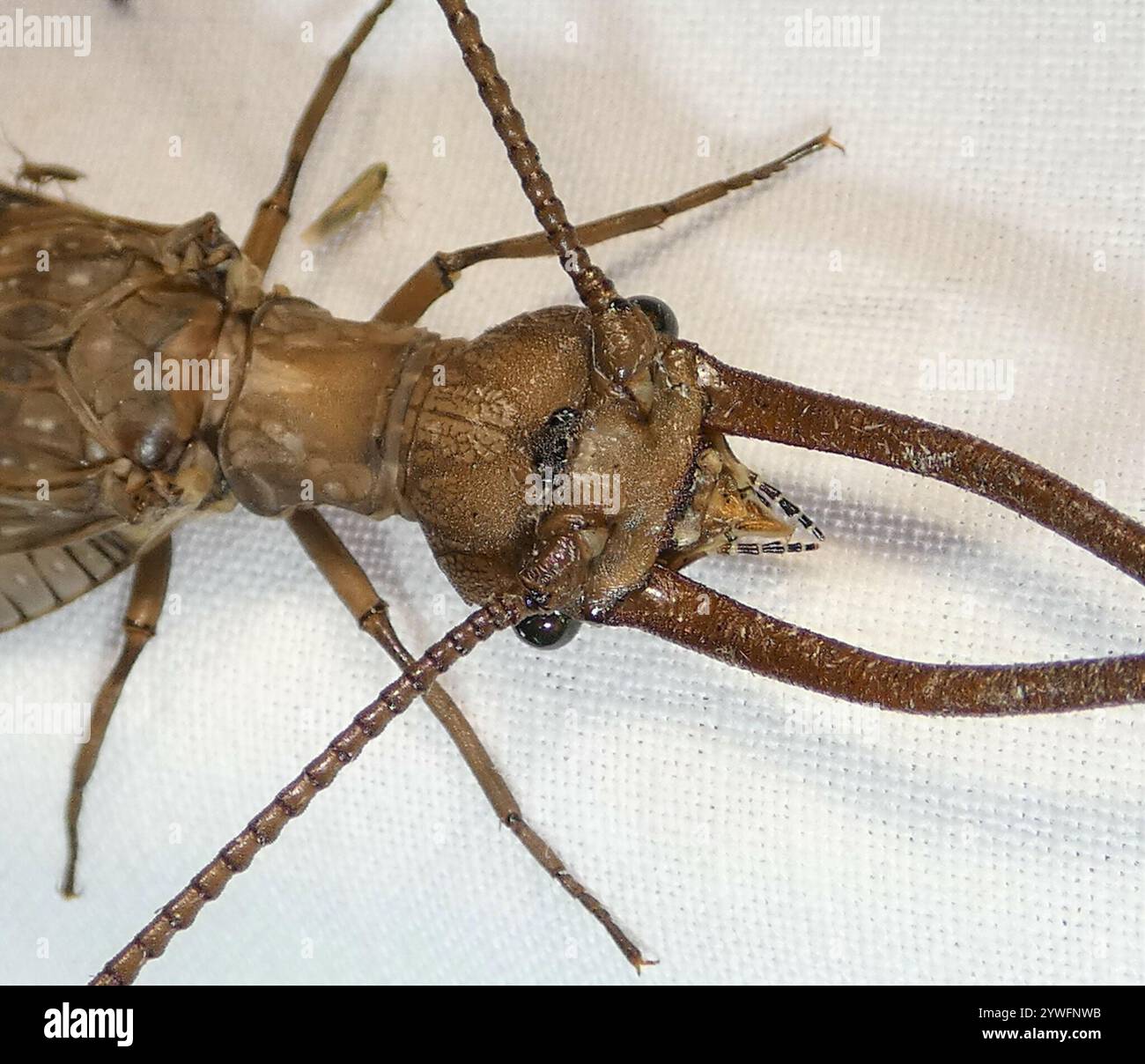 Eastern Dobsonfly (Corydalus cornutus Stock Photo - Alamy