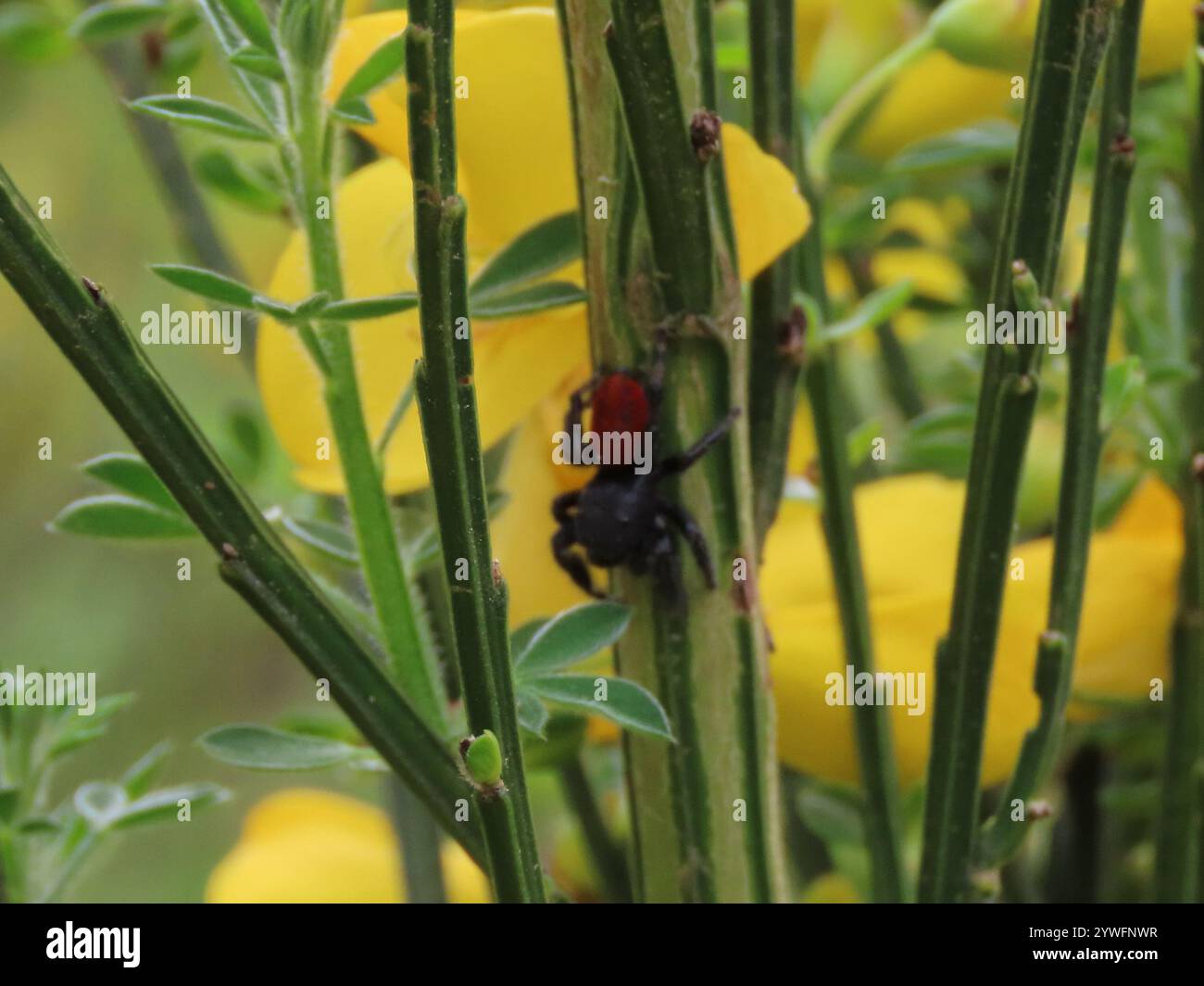 Johnson's Jumping Spider (Phidippus johnsoni Stock Photo - Alamy