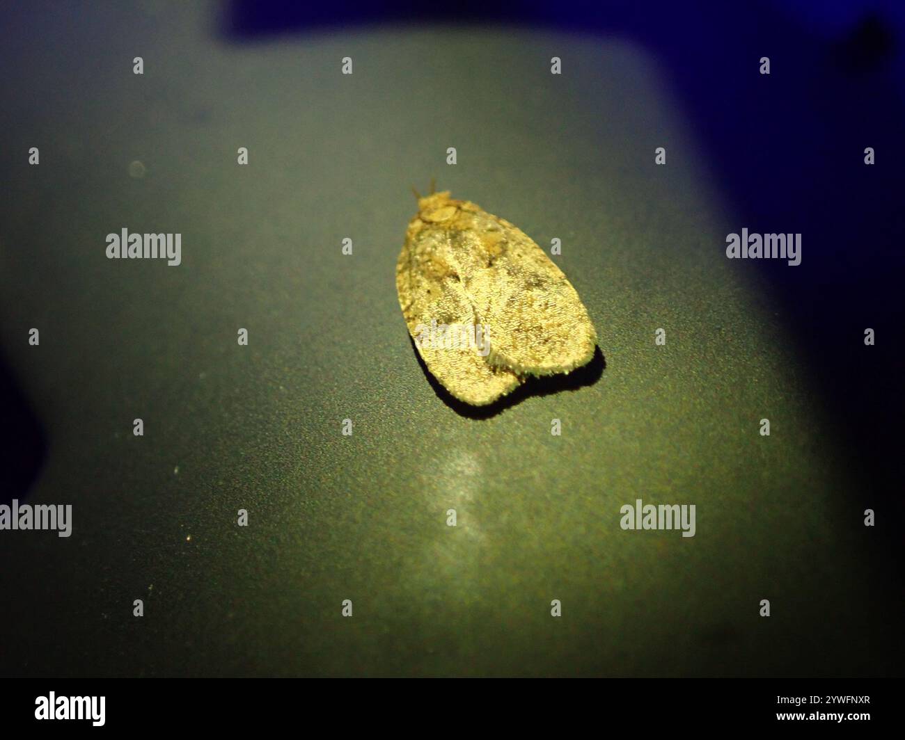 Four-dotted Agonopterix Moth (Agonopterix robiniella Stock Photo - Alamy