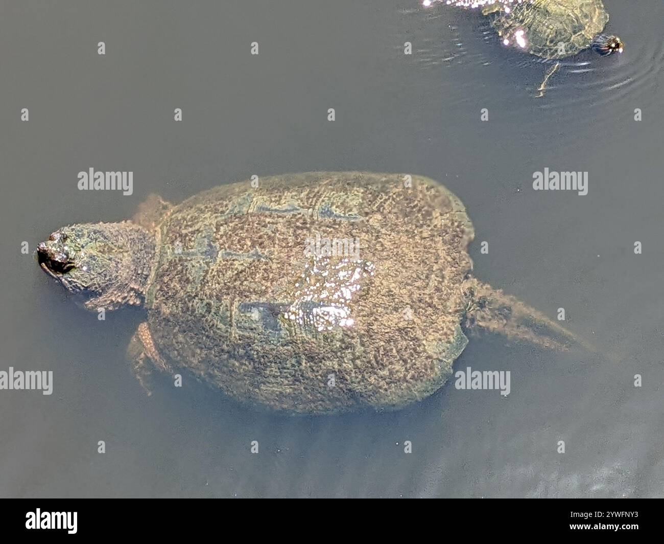 Common Snapping Turtle (Chelydra serpentina Stock Photo - Alamy