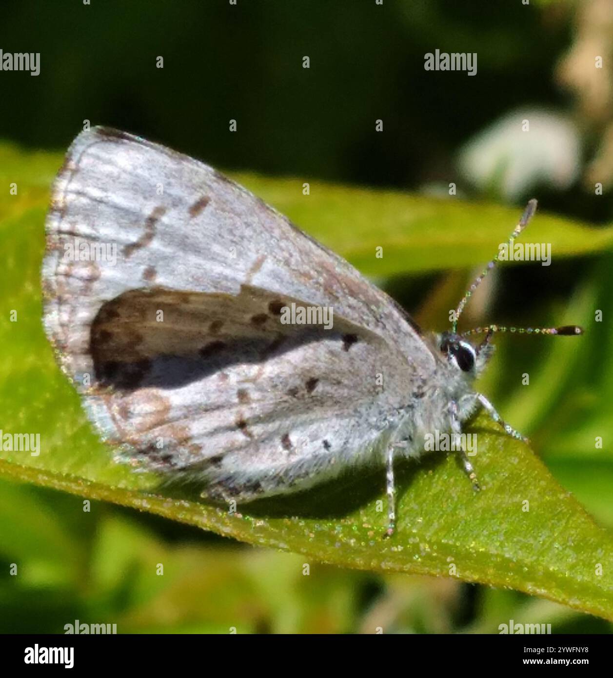 Northern Azure (Celastrina lucia Stock Photo - Alamy