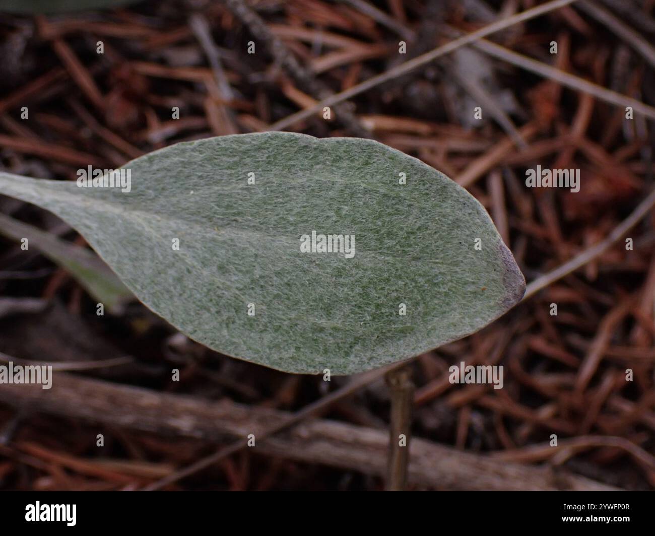 woolly groundsel (Packera cana Stock Photo - Alamy