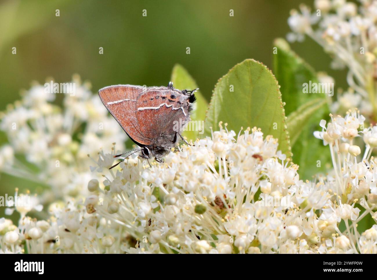 Callophrys spinetorum hi-res stock photography and images - Alamy