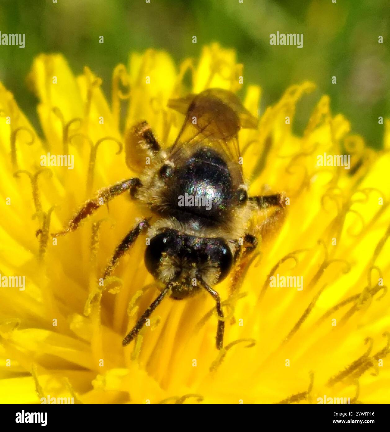 Mining Bees (Andrena Stock Photo - Alamy