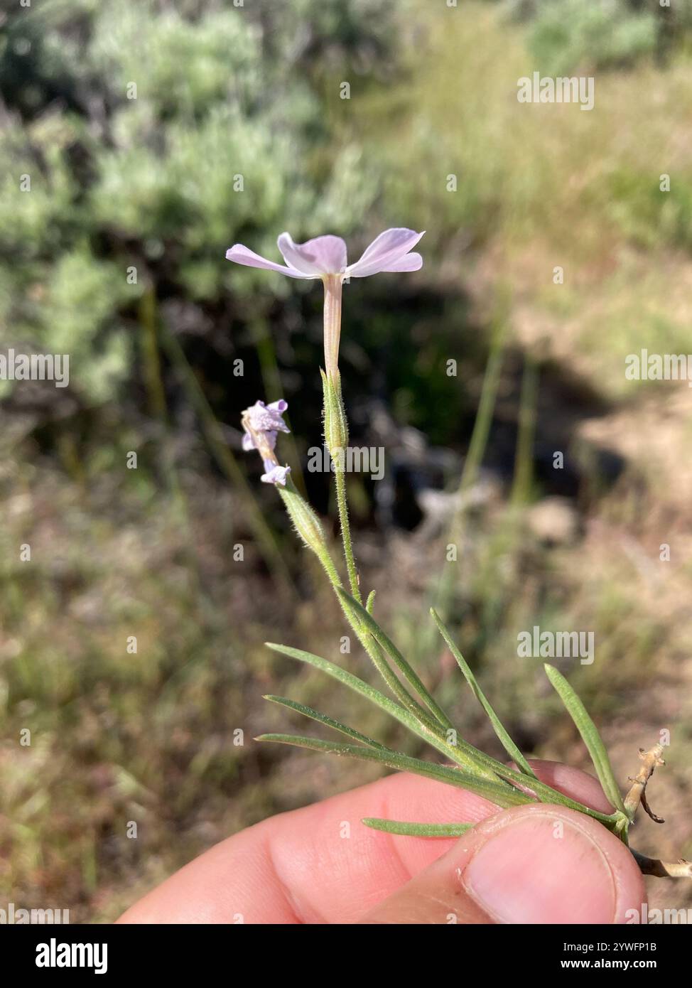 Longleaf Phlox (Phlox longifolia Stock Photo - Alamy