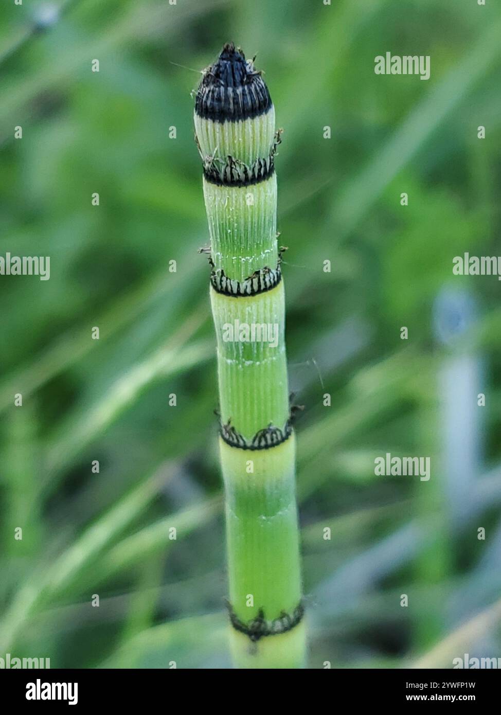 smooth horsetail (Equisetum laevigatum Stock Photo - Alamy