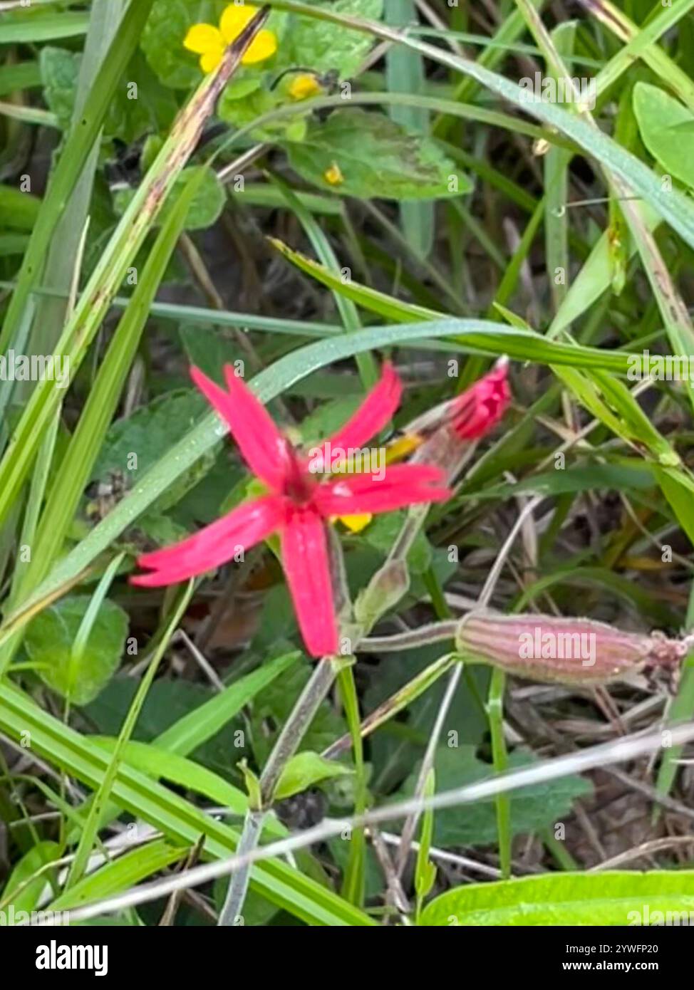 fire pink (Silene virginica Stock Photo - Alamy
