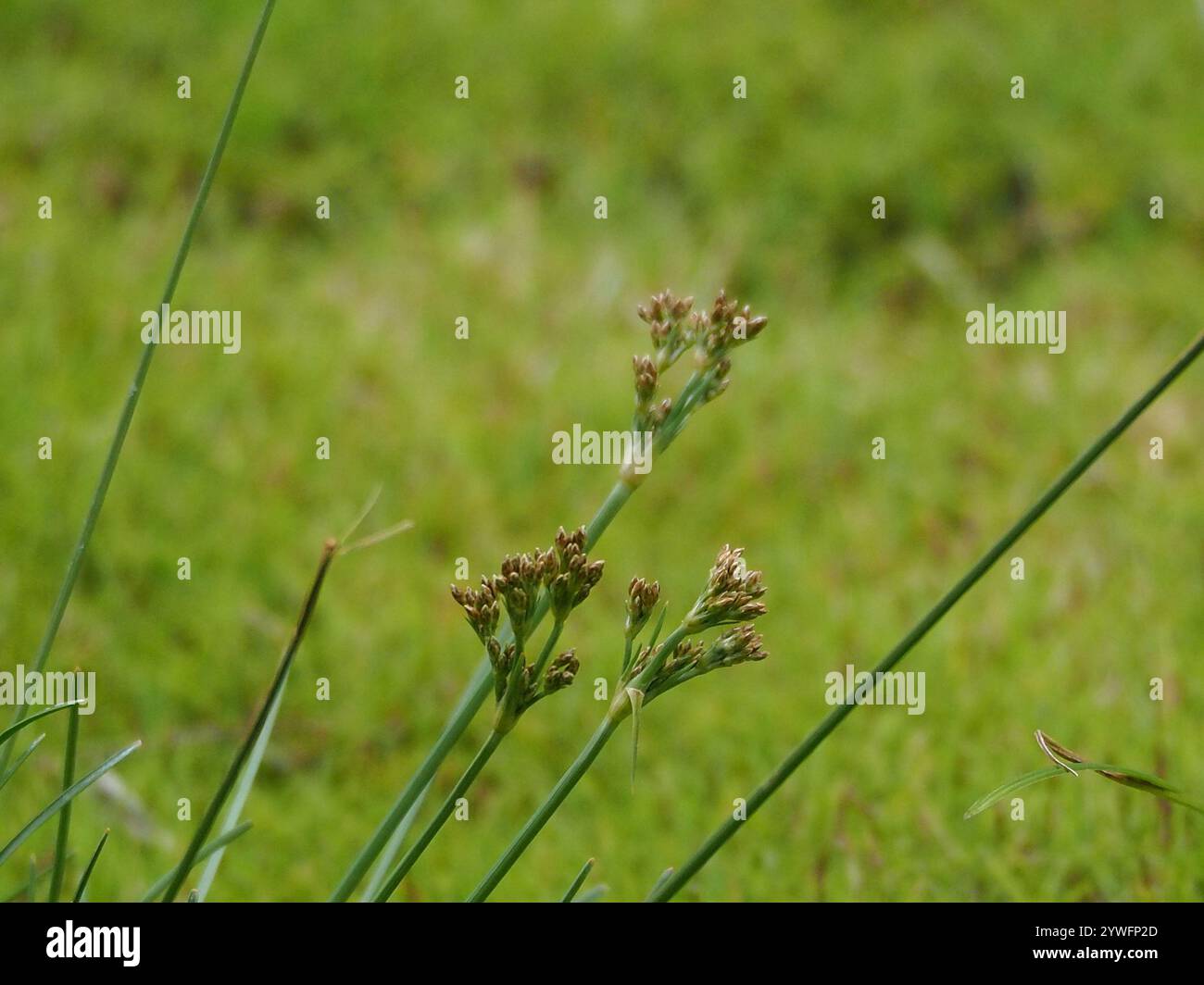 Common Fringe-rush (Fimbristylis dichotoma Stock Photo - Alamy