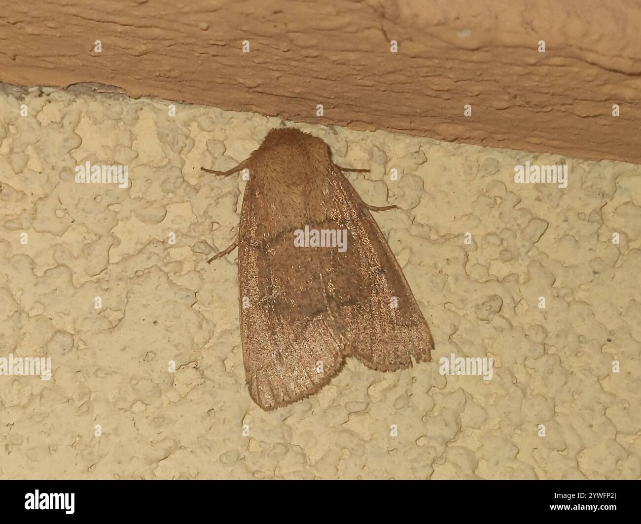 Double Line (Mythimna turca Stock Photo - Alamy