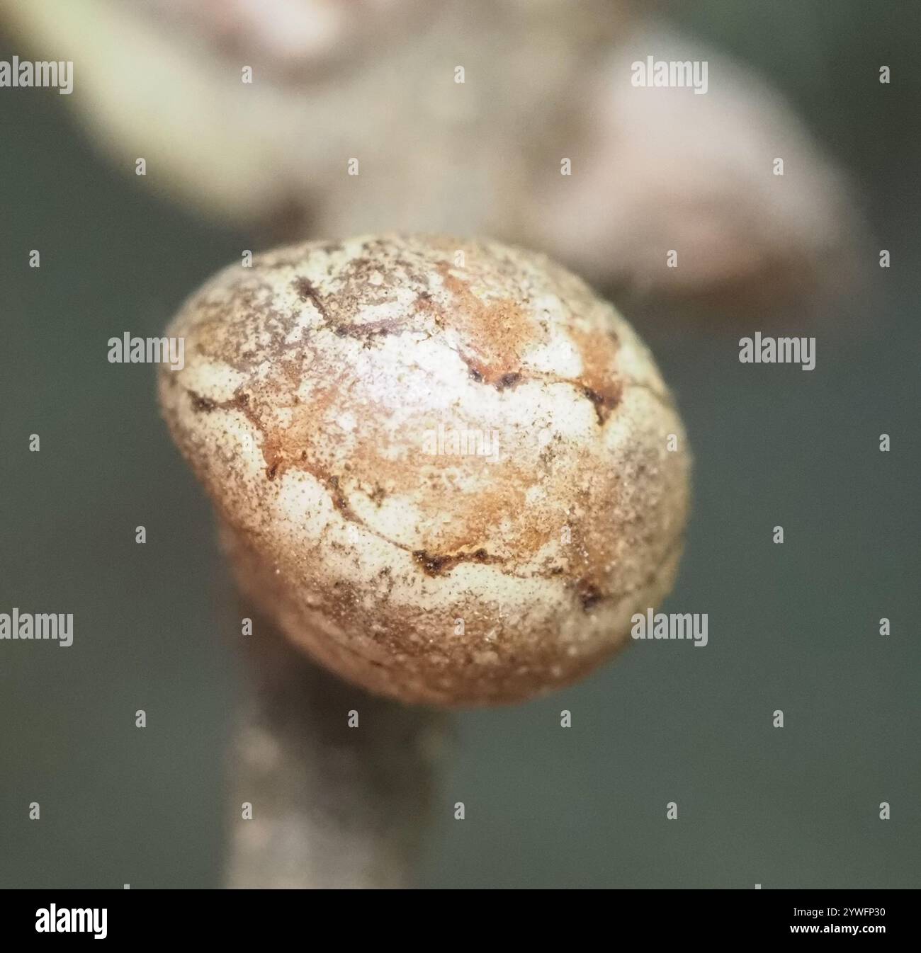live oak kermes (Allokermes cueroensis Stock Photo - Alamy