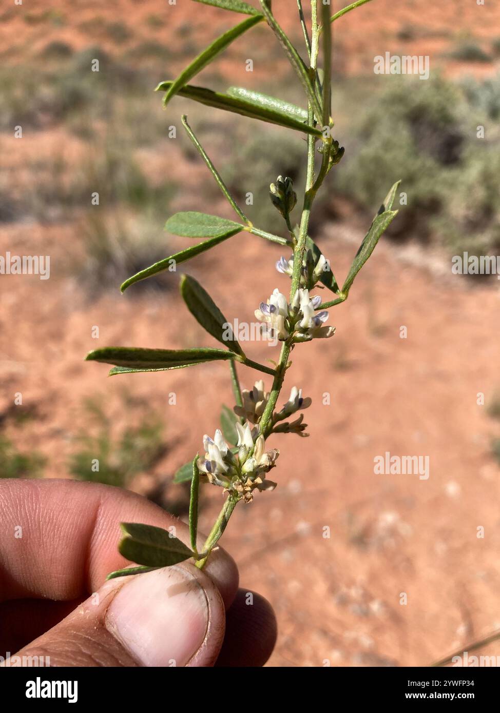 Lance-leaved scurf-pea (Ladeania lanceolata Stock Photo - Alamy