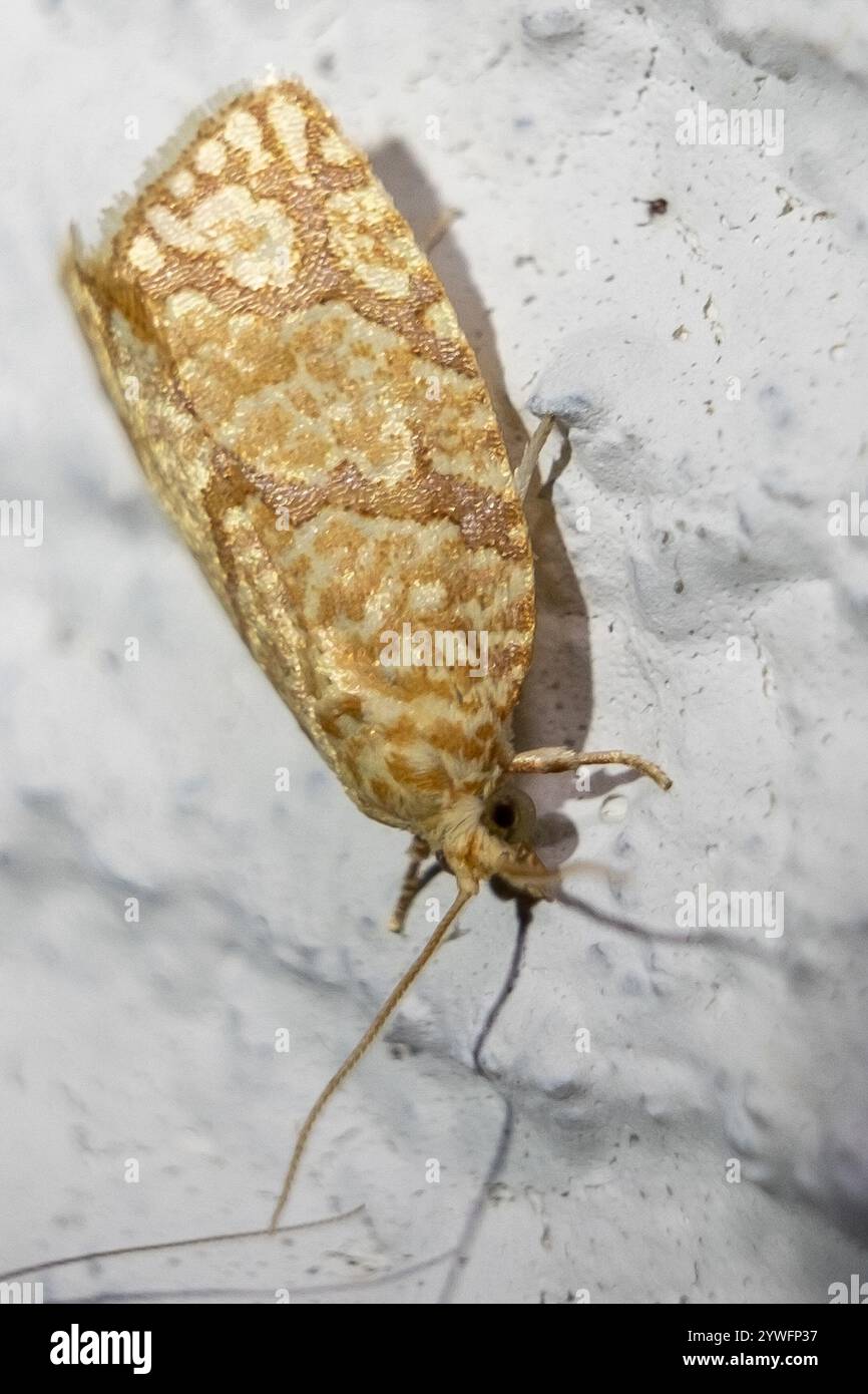 Yellow-winged Oak Leafroller Moth (Argyrotaenia quercifoliana Stock ...