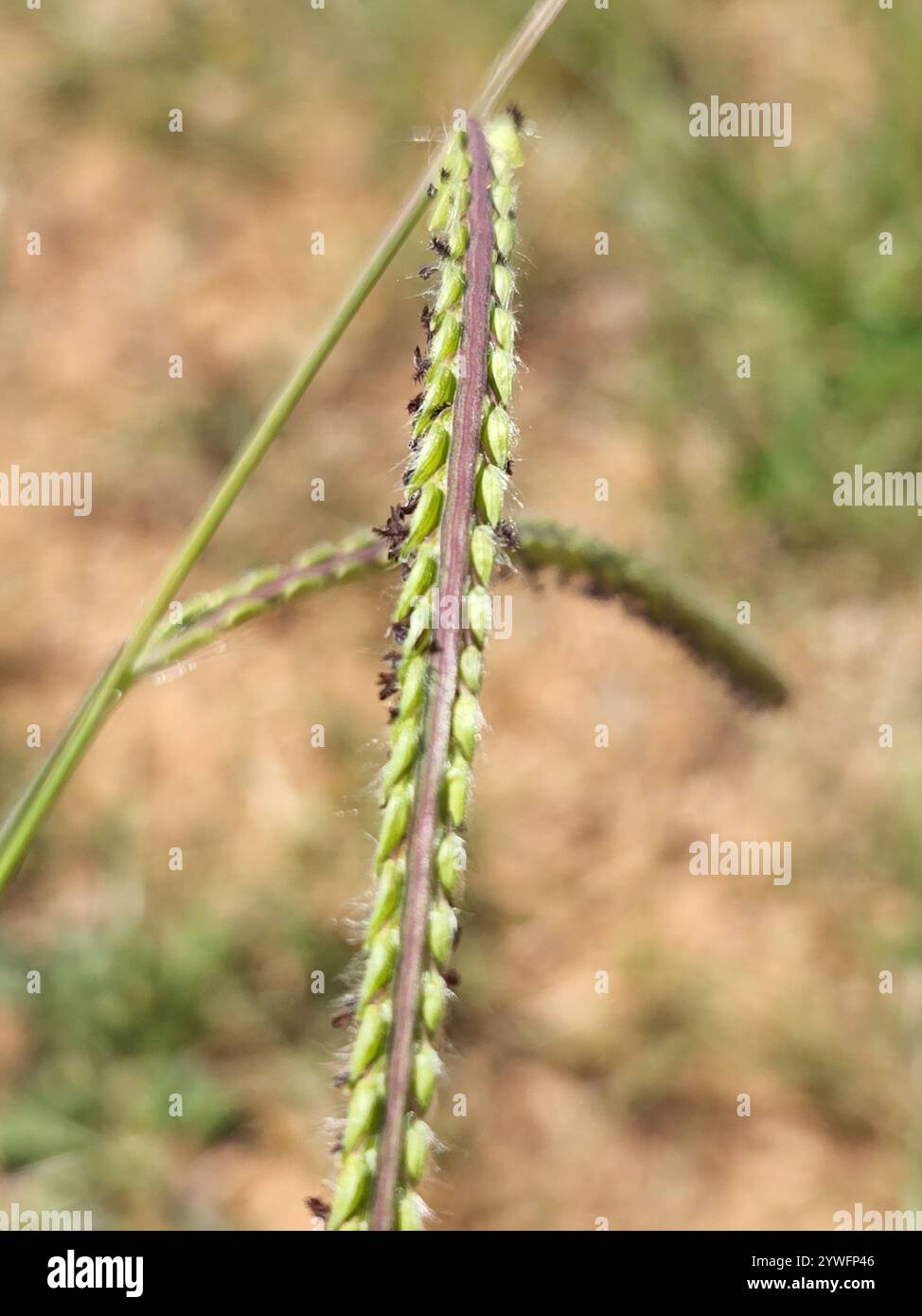 Dallis grass (Paspalum dilatatum Stock Photo - Alamy