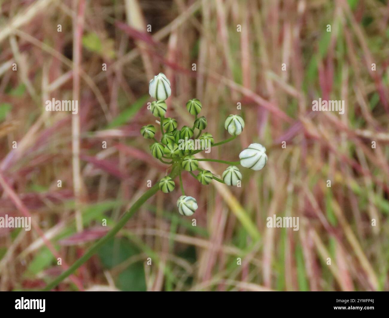 white brodiaea (Triteleia hyacinthina Stock Photo - Alamy