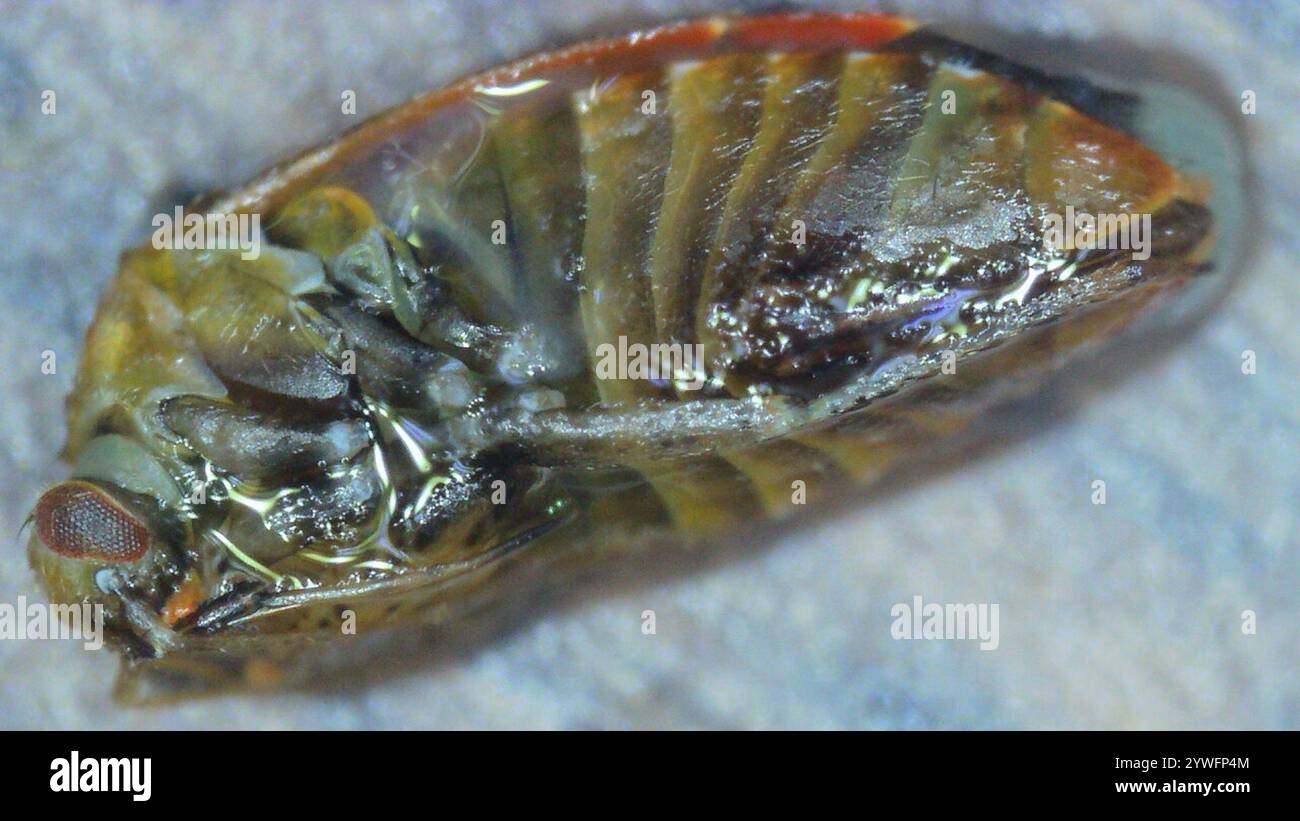 Psallus hi-res stock photography and images - Alamy