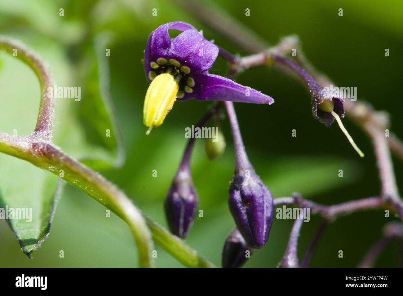 bittersweet nightshade (Solanum dulcamara Stock Photo - Alamy