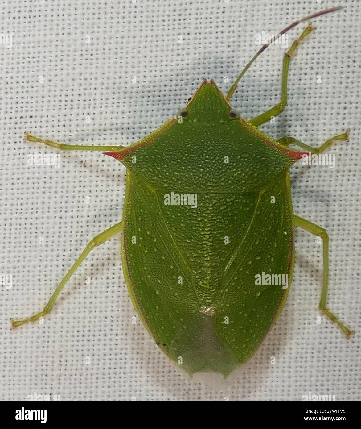 Spined green stink bug (Loxa flavicollis Stock Photo - Alamy