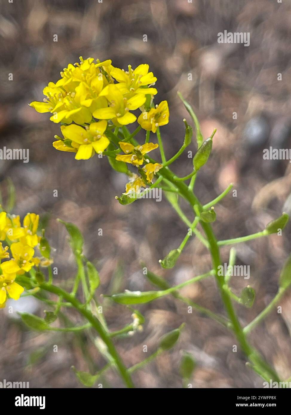 mustard family (Brassicaceae Stock Photo - Alamy