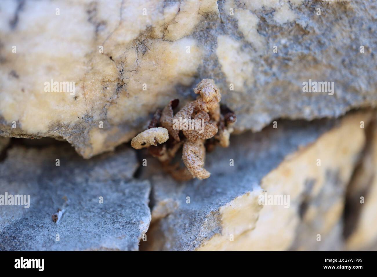 Rustyback (Asplenium ceterach Stock Photo - Alamy