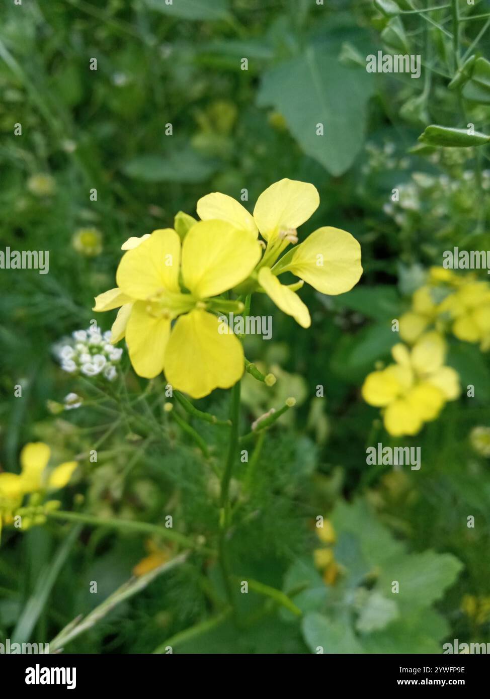 charlock (Mutarda arvensis Stock Photo - Alamy