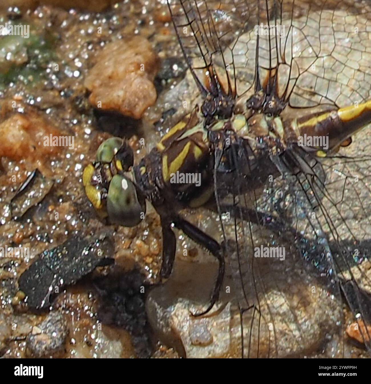 Common Sanddragon (Progomphus obscurus Stock Photo - Alamy