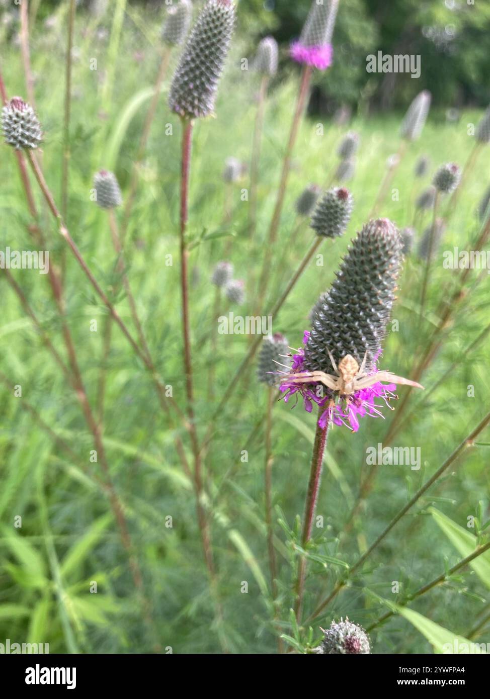 purple prairie clover (Dalea purpurea Stock Photo - Alamy