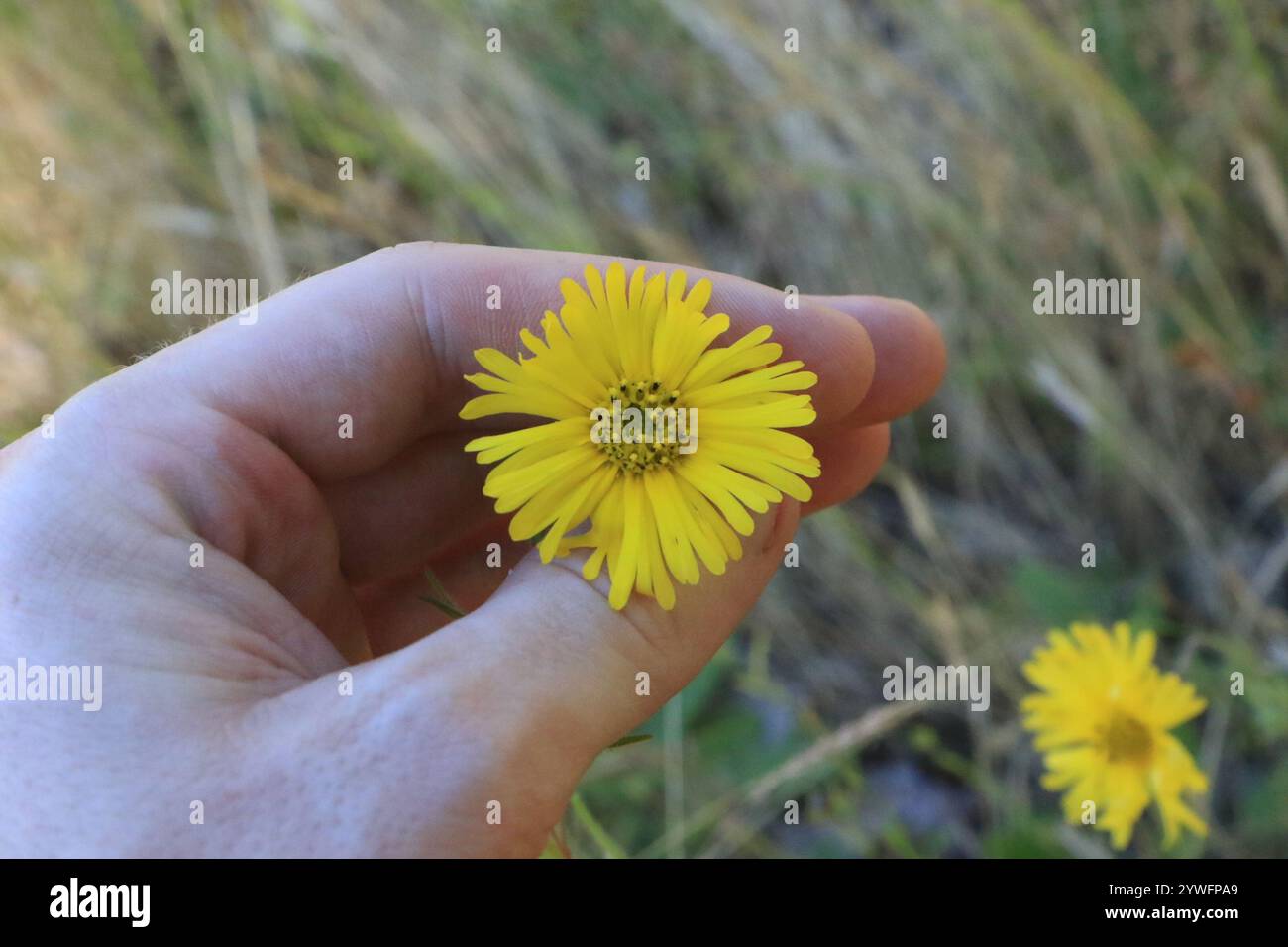 Common Madia (Madia elegans Stock Photo - Alamy