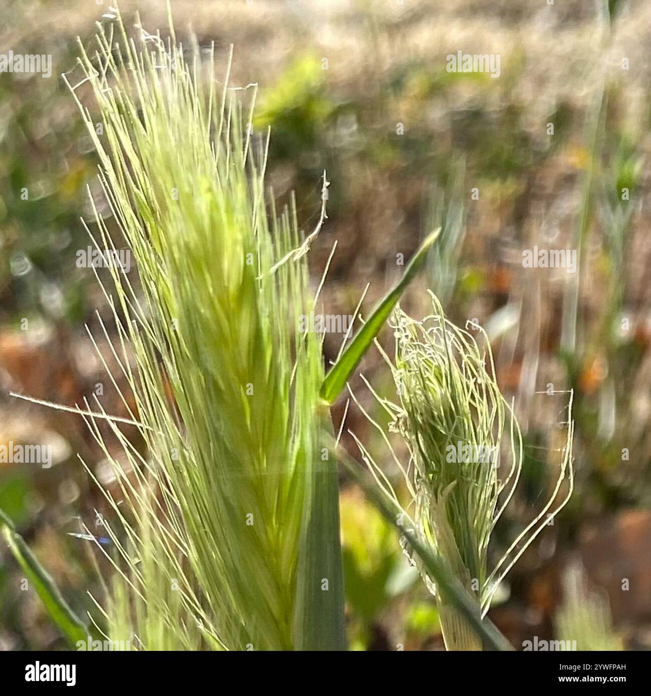 wall barley (Hordeum murinum Stock Photo - Alamy