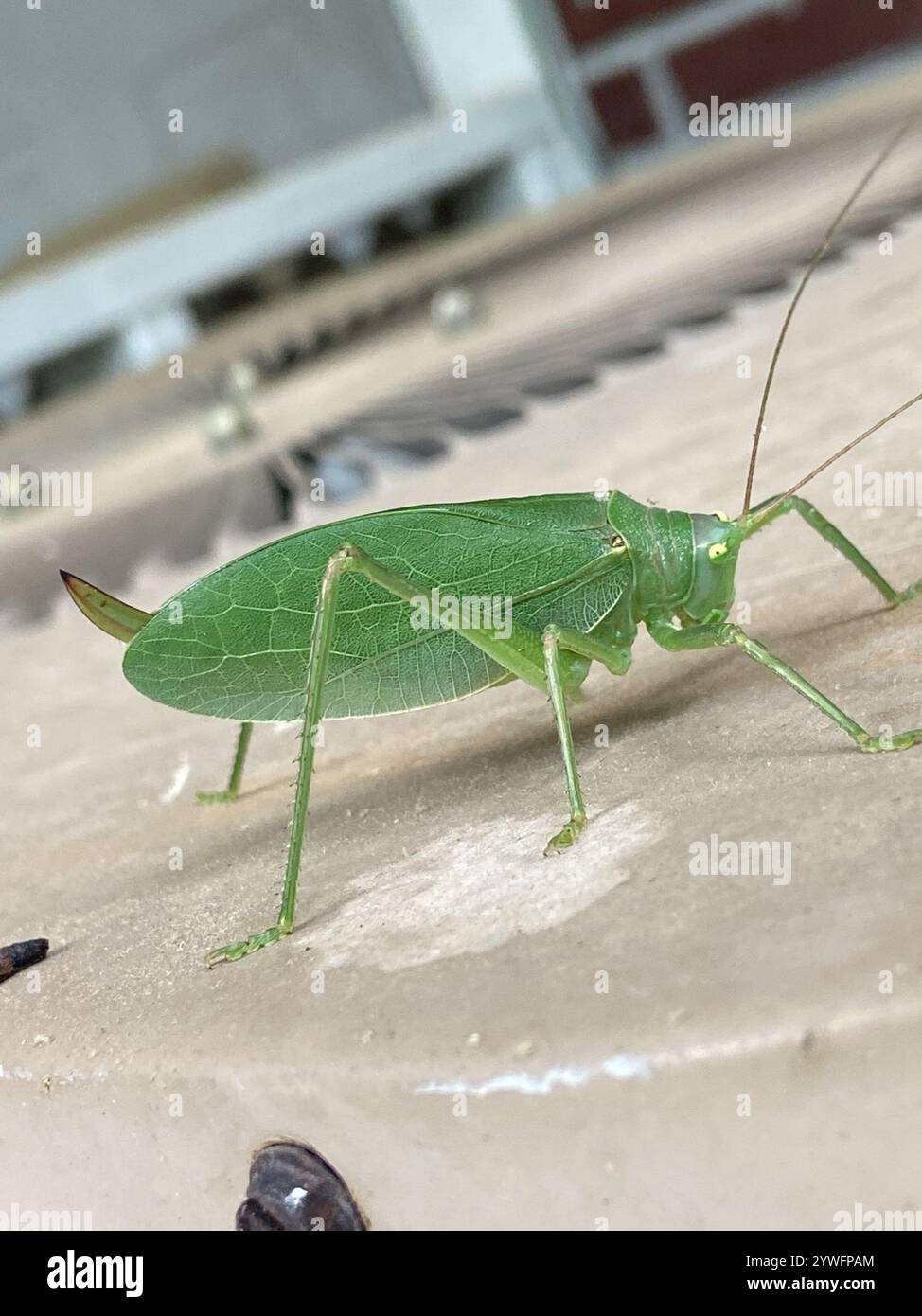 Common True Katydid (Pterophylla camellifolia Stock Photo - Alamy