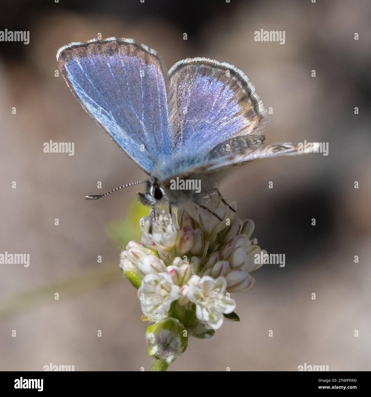 El Segundo Blue (Euphilotes battoides allyni Stock Photo - Alamy