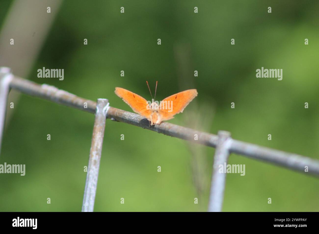 Goatweed Leafwing (Anaea andria Stock Photo - Alamy