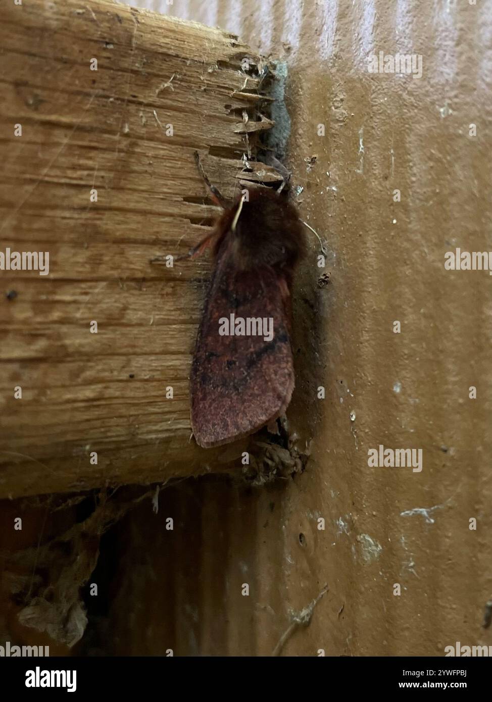 Large Ruby Tiger Moth (Phragmatobia assimilans Stock Photo - Alamy